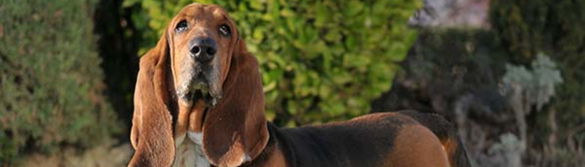 Basset Hound | AKC.tv