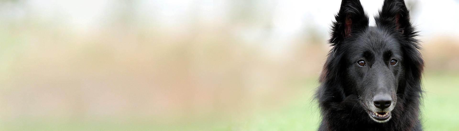 Belgian Sheepdog | AKC.tv