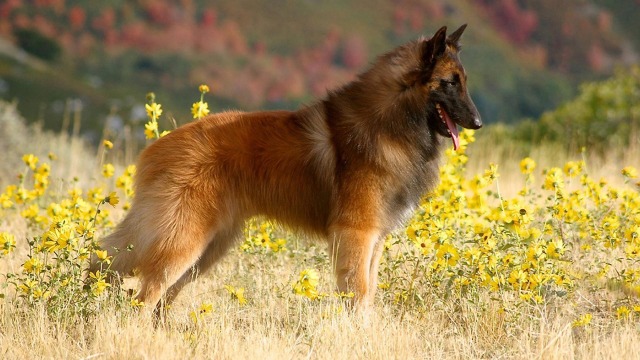 All Dog Breed Videos