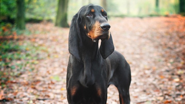 All Dog Breed Videos