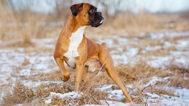 All Dog Breed Videos