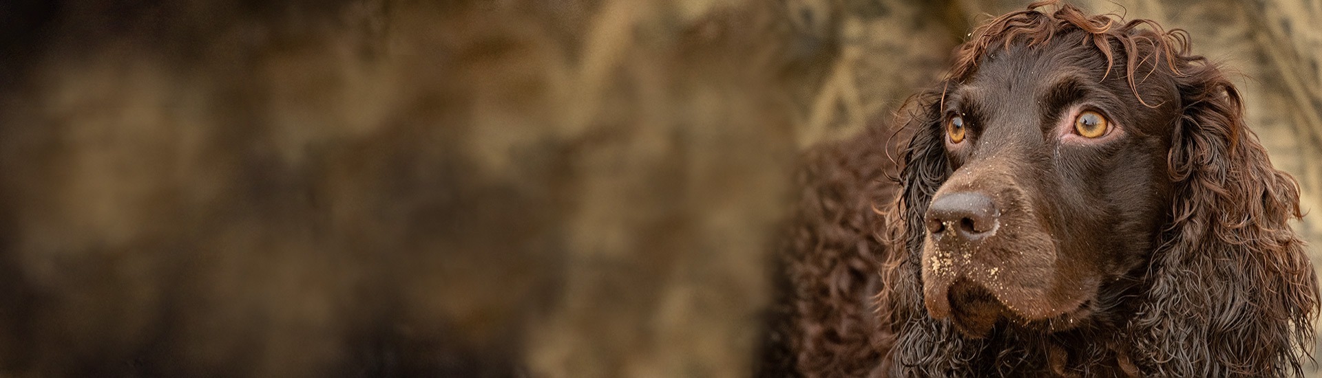 Boykin Spaniel | AKC.tv