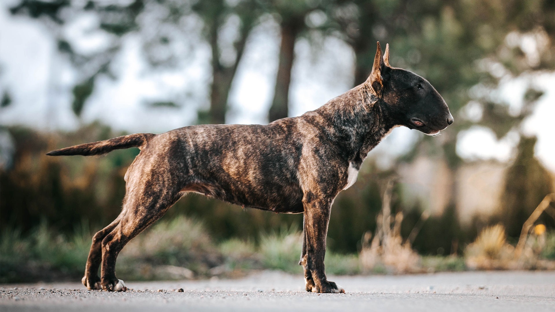 Bull Terrier | AKC.tv