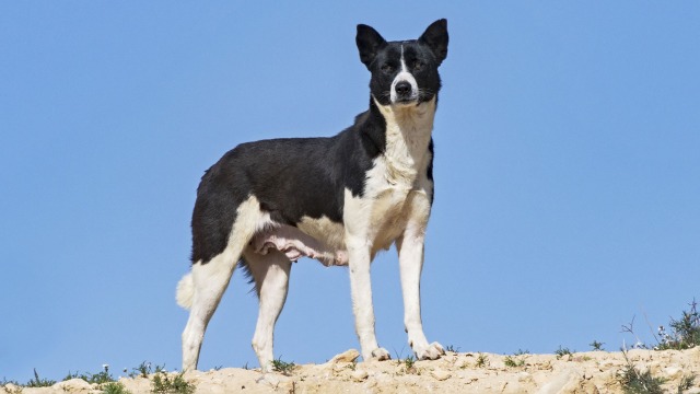 All Dog Breed Videos