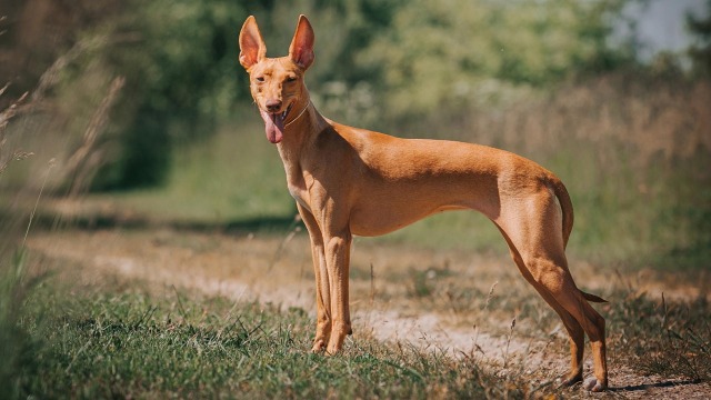 All Dog Breed Videos