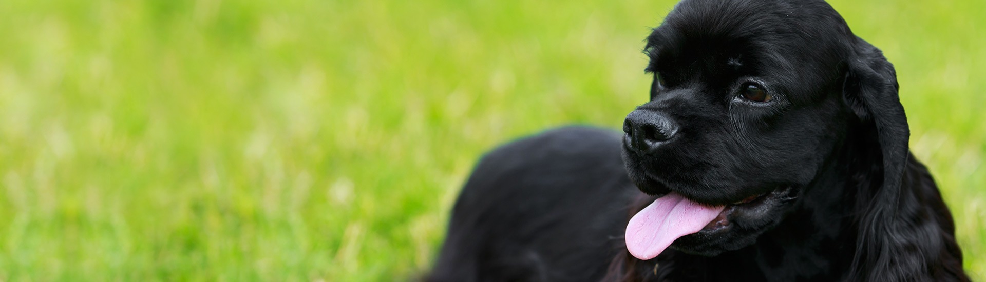 Cocker Spaniel | AKC.tv