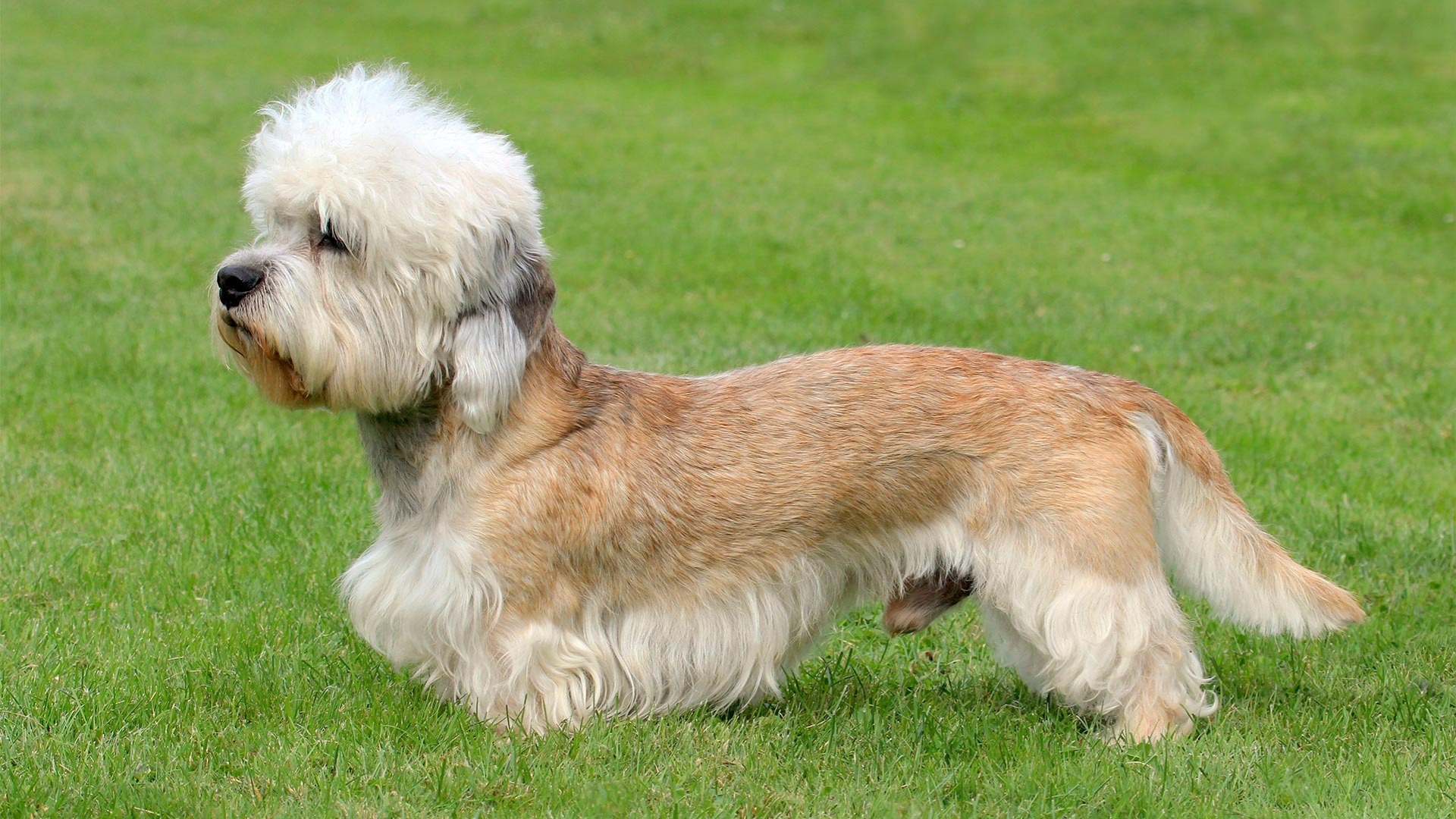 Dandie Dinmont Terrier | AKC.tv