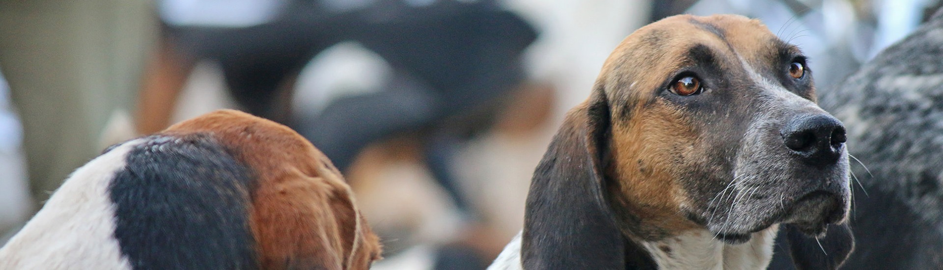 English Foxhound | AKC.tv