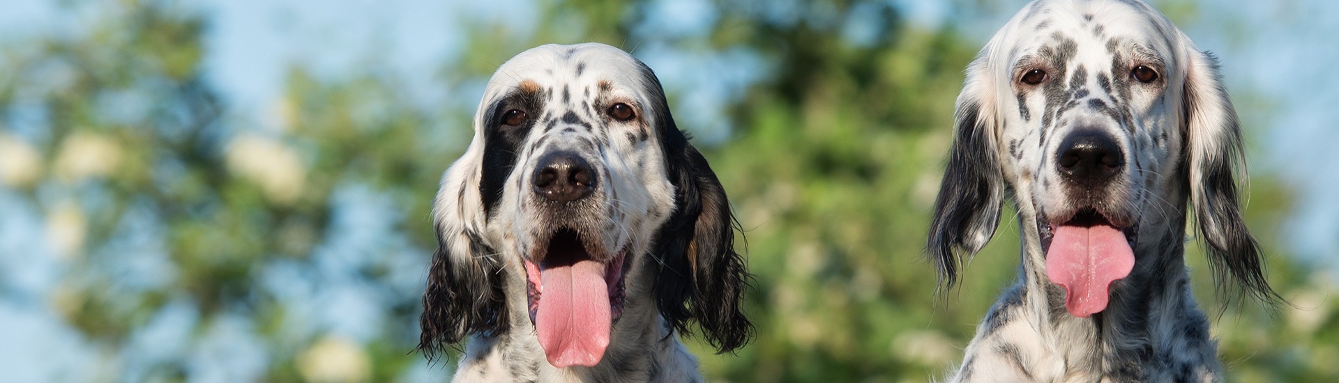 English Setter | AKC.tv