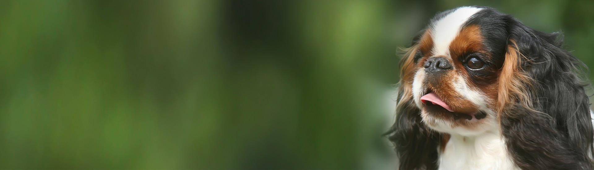 English Toy Spaniel | AKC.tv