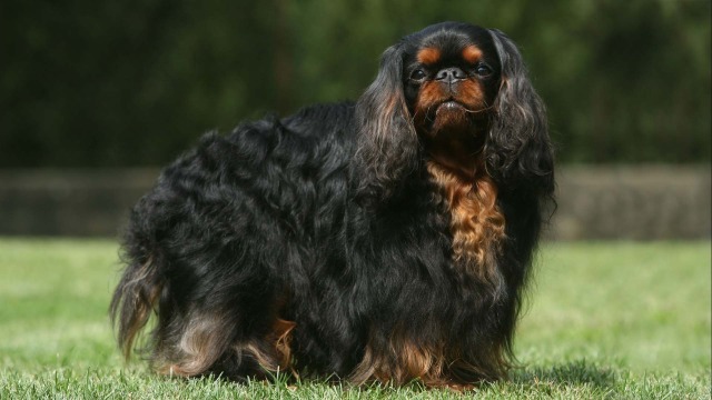 All Dog Breed Videos