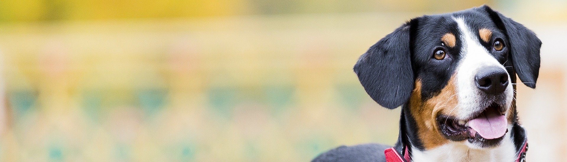 Entlebucher Mountain Dog | AKC.tv