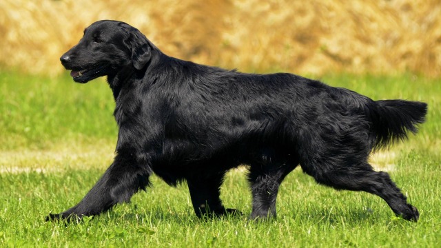 Flyball - Red Ring | AKC.tv