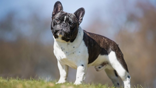 All Dog Breed Videos