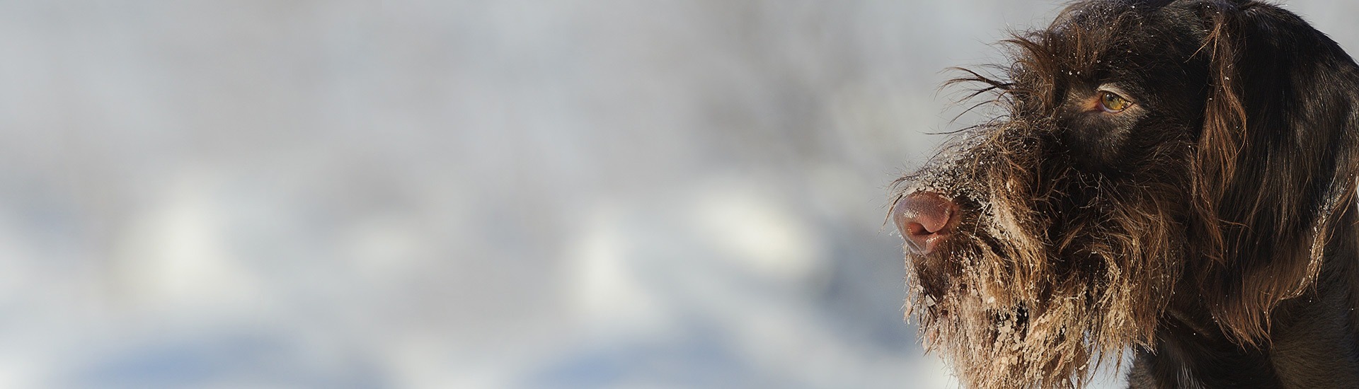 German Wirehaired Pointer | AKC.tv