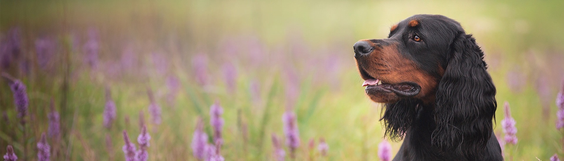 Gordon Setter | AKC.tv