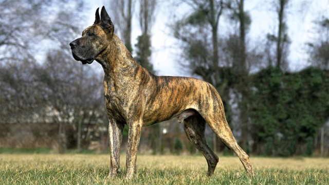 Puppies 24/7 | AKC.tv