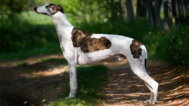 All Dog Breed Videos