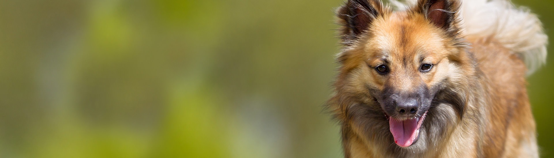 Icelandic Sheepdog | AKC.tv