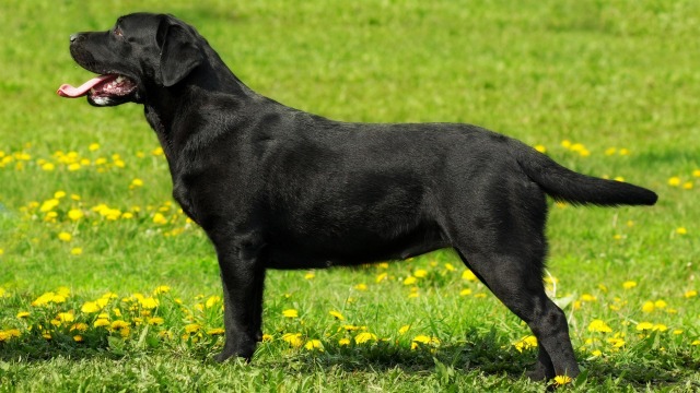 All Dog Breed Videos