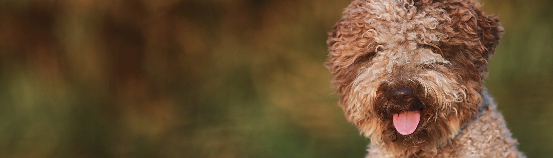 Lagotto Romagnolo | AKC.tv