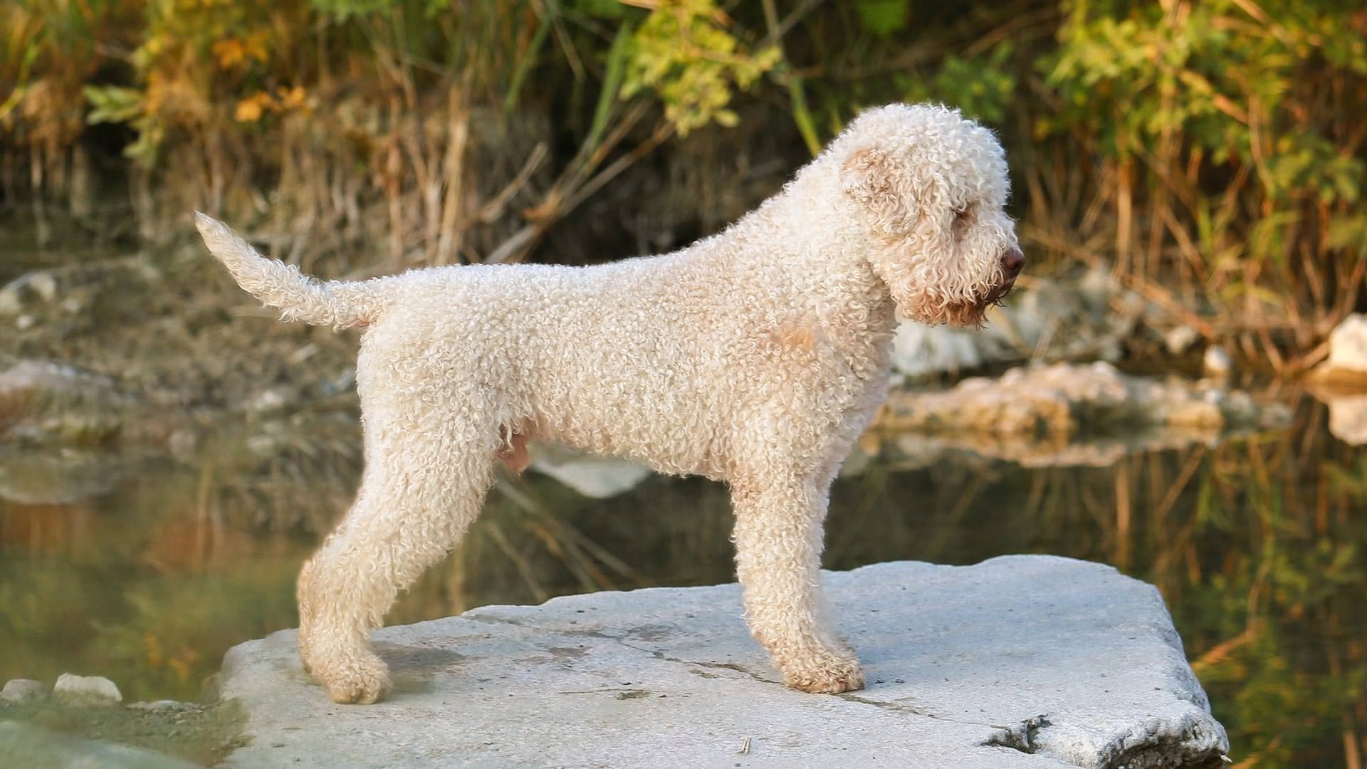 Lagotto Romagnolo | AKC.tv