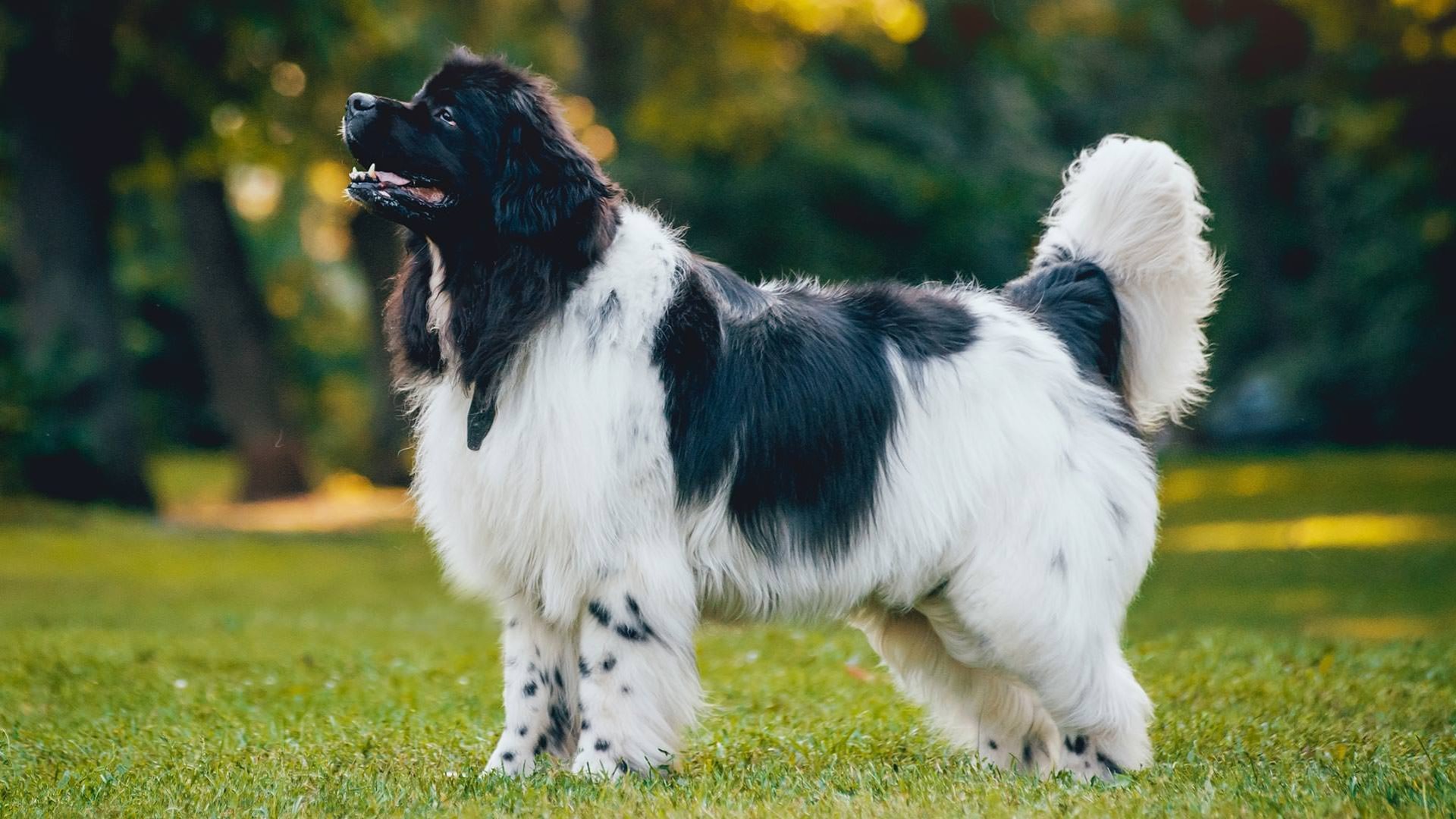 Newfoundland | AKC.tv