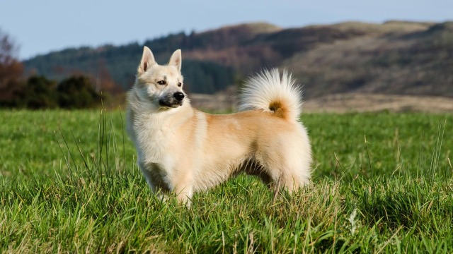 All Dog Breed Videos