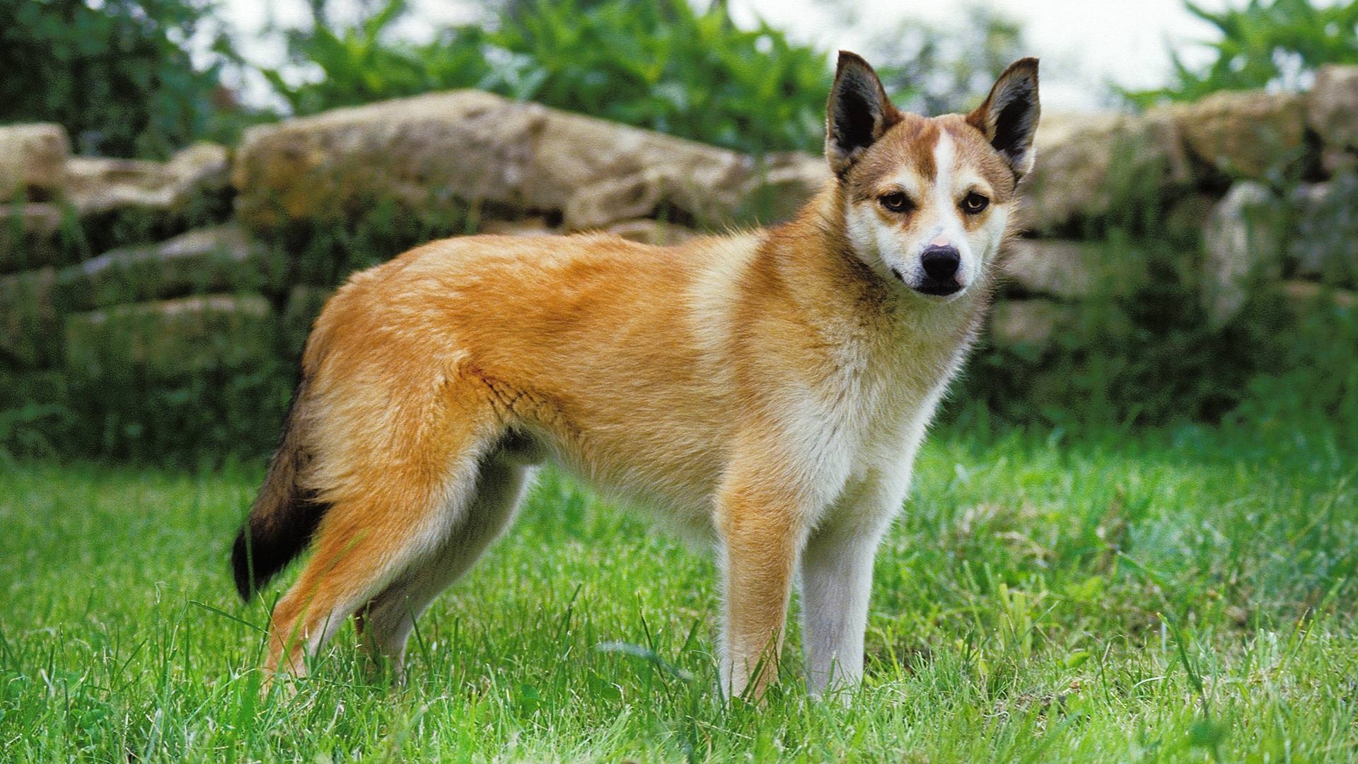 Norwegian Lundehund | AKC.tv