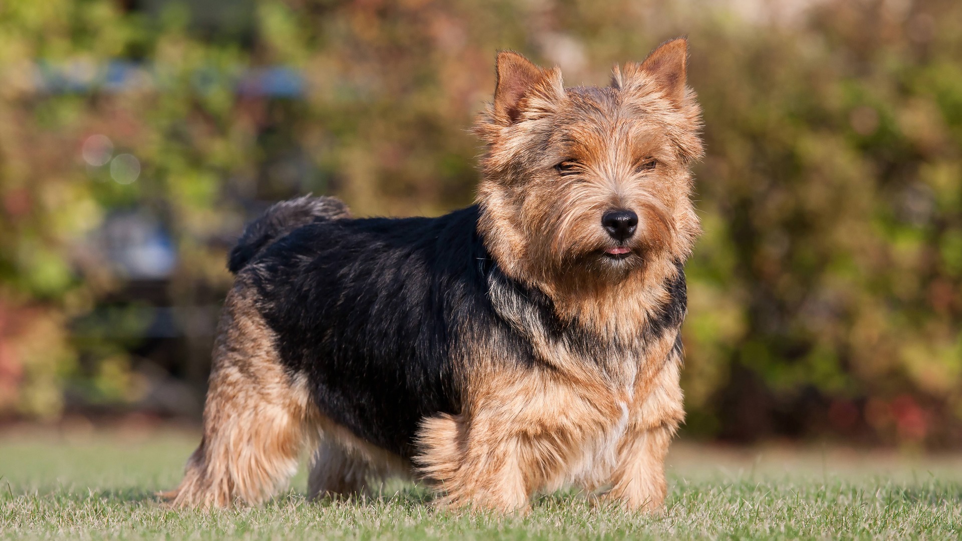 Norwich Terrier | AKC.tv