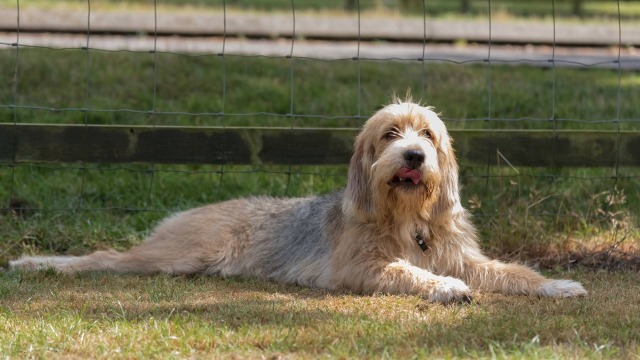 Puppies 24/7 | AKC.tv