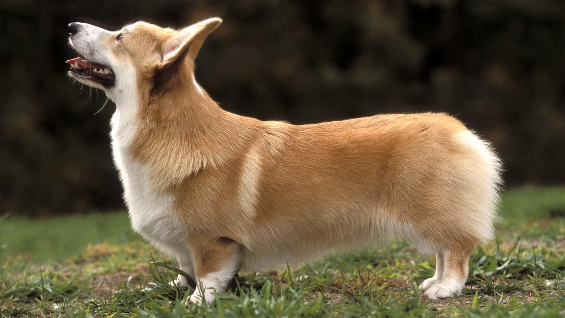 Pembroke Welsh Corgi | AKC.tv