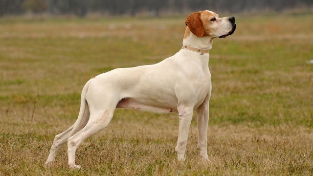 Puppies 24/7 | AKC.tv