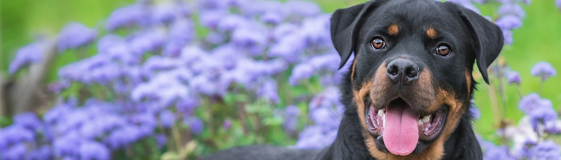 Rottweiler | AKC.tv