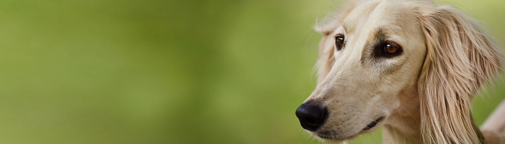 Saluki | AKC.tv