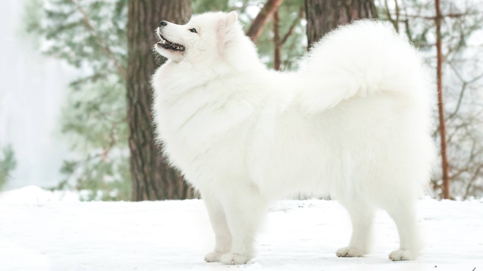 Samoyed | AKC.tv