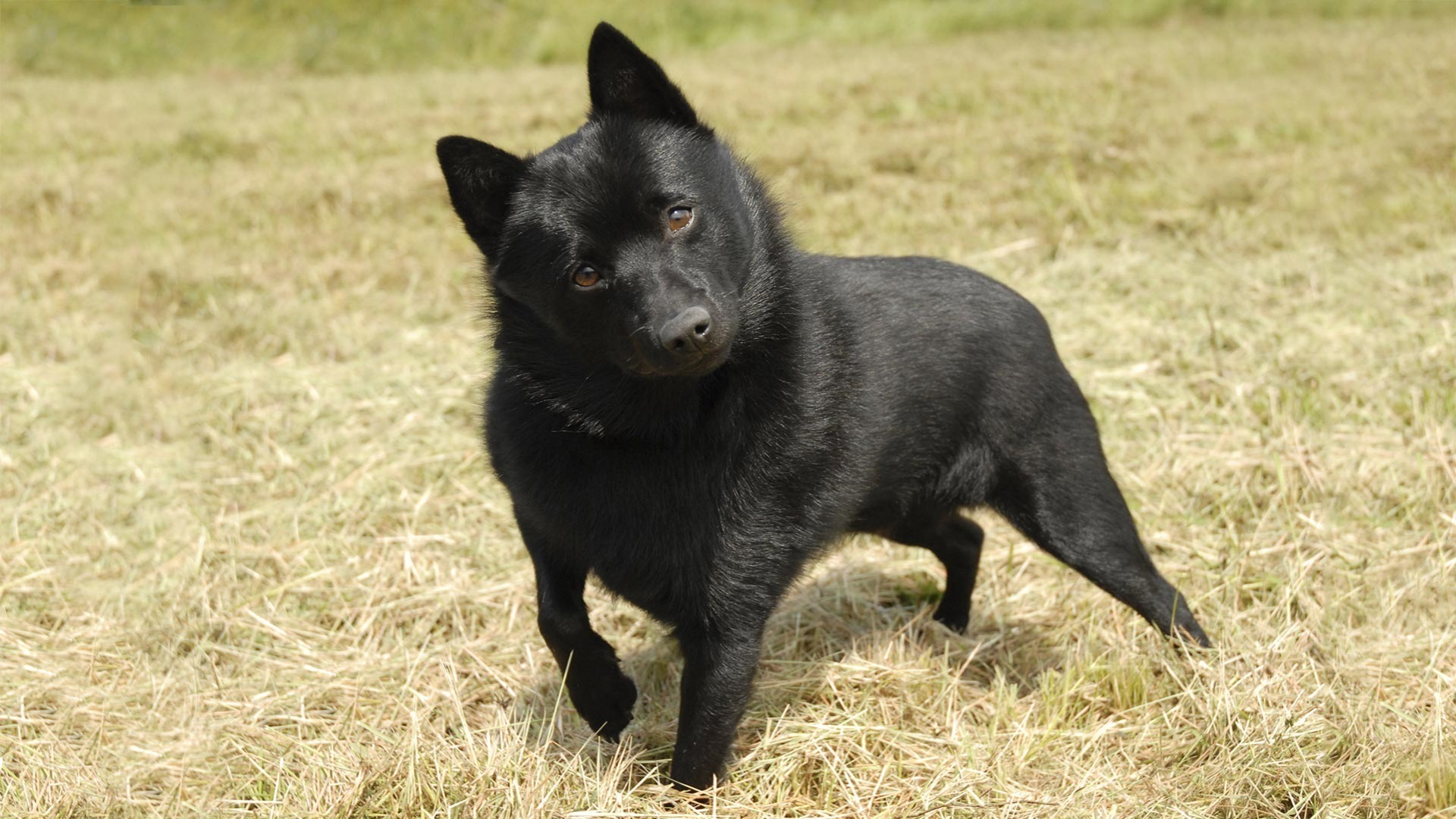 Schipperke | AKC.tv