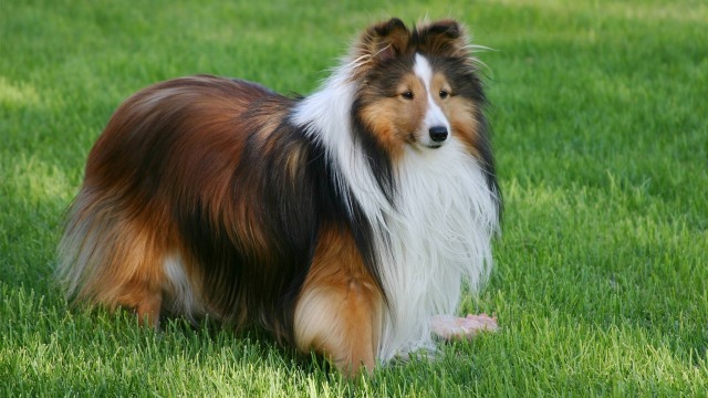 All Dog Breed Videos