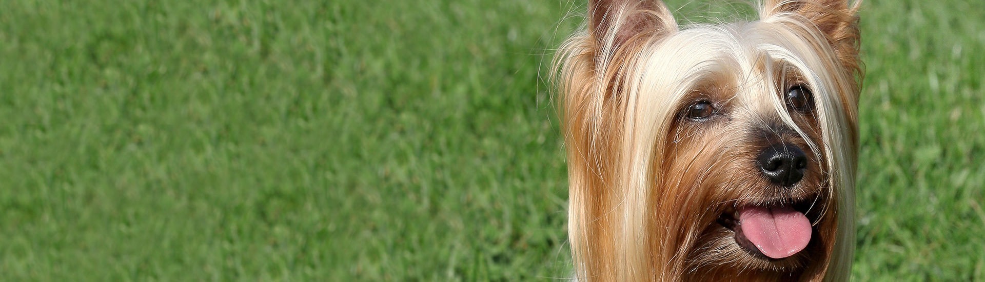 Silky Terrier | AKC.tv