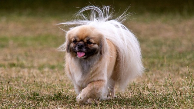 All Dog Breed Videos