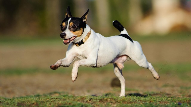 All Dog Breed Videos