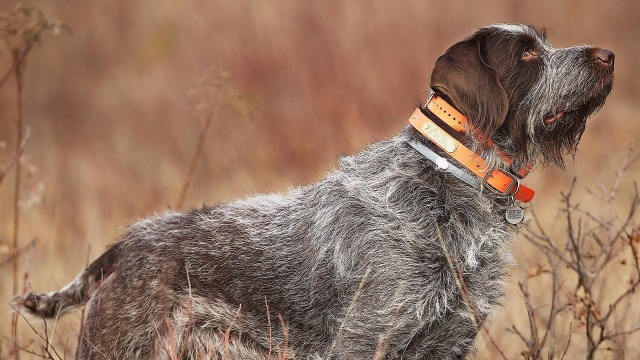 All Dog Breed Videos