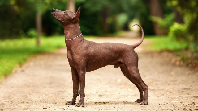 Puppies 24/7 | AKC.tv