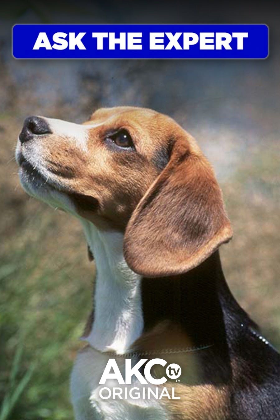 View Series & TV Shows on AKC.TV