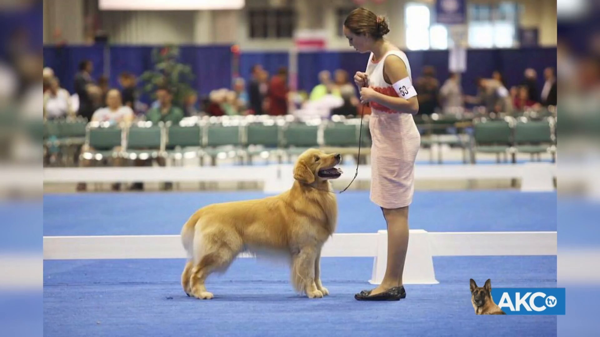 Junior Handler Spotlight | Caroline Clegg | AKC.tv