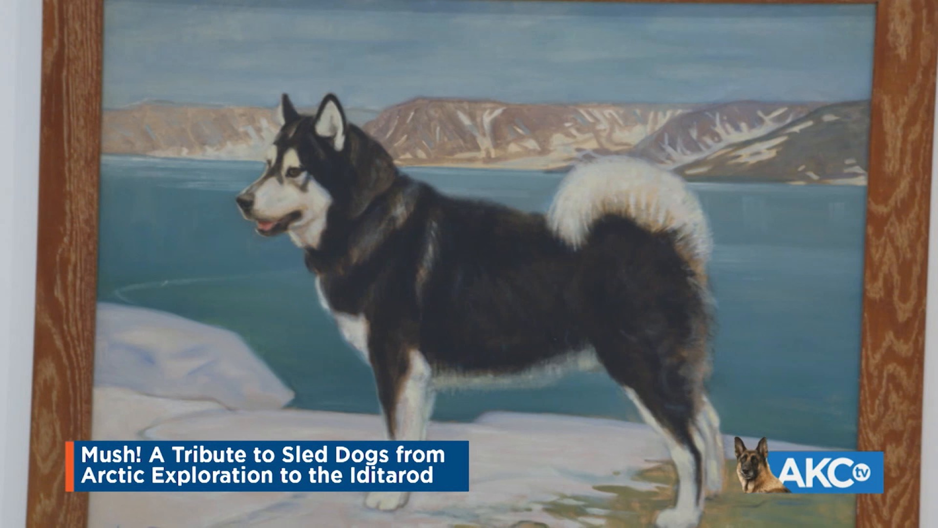Mush! A Tribute to Sled Dogs | AKC.tv