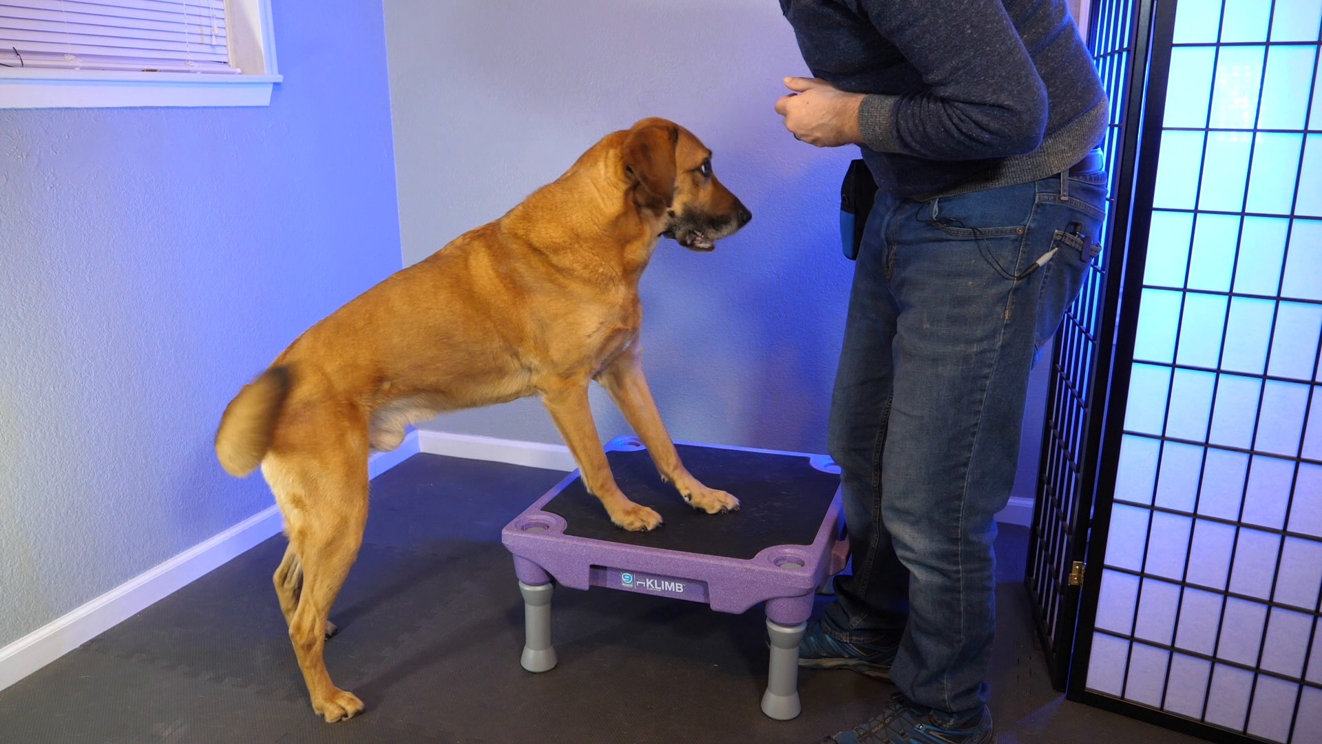 Teach Your Dog How To Paws Up | AKC.tv