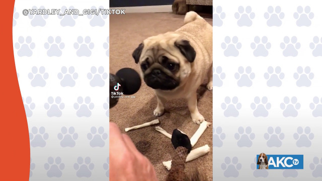 Pug | AKC.tv