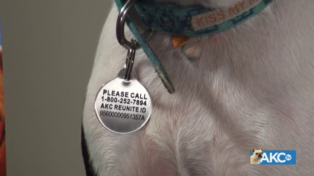 Lifestyle | AKC.tv