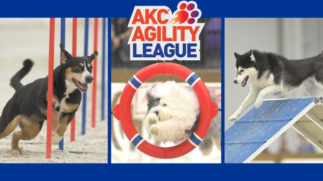 Agility | AKC.tv